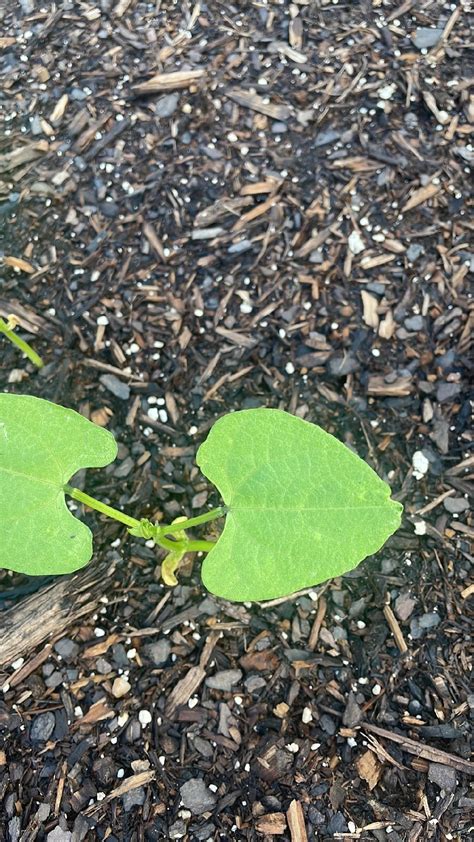 How To Treat Leaf Mites Disease On Common Bean