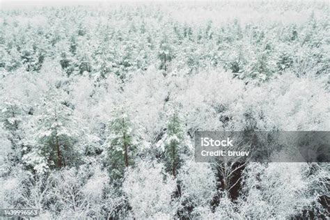 겨울에 눈 소나무 침엽수 림의 공중 전망 태도에서 본 상위 뷰입니다 겨울철 유럽 숲의 드론 전망 조감도의 아름다운 겨울 풍경 0