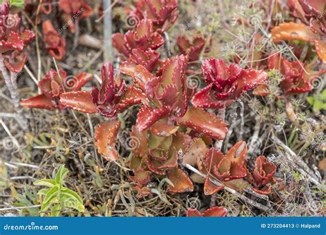 Kalanchoe Sexangularis Plant At Kristensbosch Gardens Cape Town Stock Image Image Of South