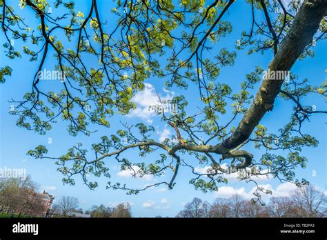 The Tree Opposite The Blue Sky The Details Of The Branches Suitable For Making Background