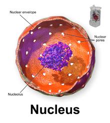 Nucleus And Nucleolus Quiz 7th Grade Quiz Quizizz