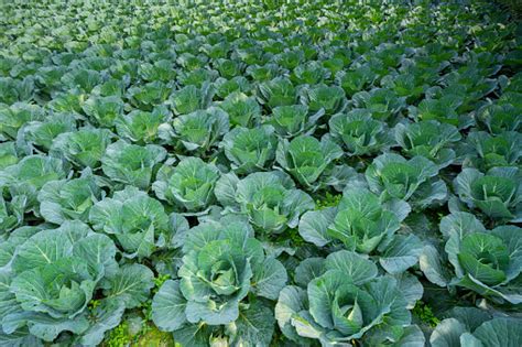 방글라데시 사바르 근처 채소밭에서 자라는 녹색 양배추 작물 0명에 대한 스톡 사진 및 기타 이미지 0명 겨울 녹색 Istock