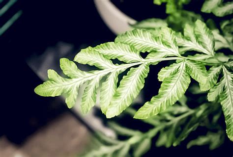 녹색 유행 자연 배경으로 자연 풍경 벡터 일러스트 레이 션 자연 클립 아트 경치 초록 Png 일러스트 및 벡터 에 대한