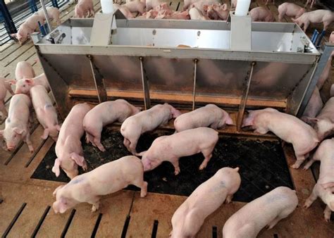 USDA Hogs and Pigs Report: Is This a Defining Moment for the Pork Industry? | Pork Business