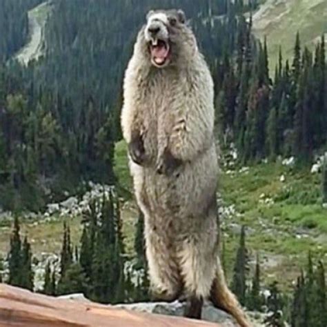 Beaver Yells By Kurtmiller Meme Sound Effect Button For Soundboard