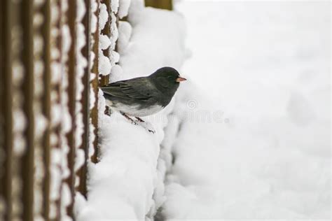 Snowbird Stock Image Image Of Outside Avian Snowbird 71630919