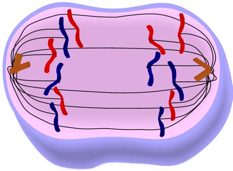 Diagram Of Anaphase In Mitosis Anaphase Mitosis This Is Th