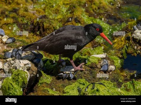 Sooty Oystercatcher Haematopus Fuliginosus Feeding On Algae Rich