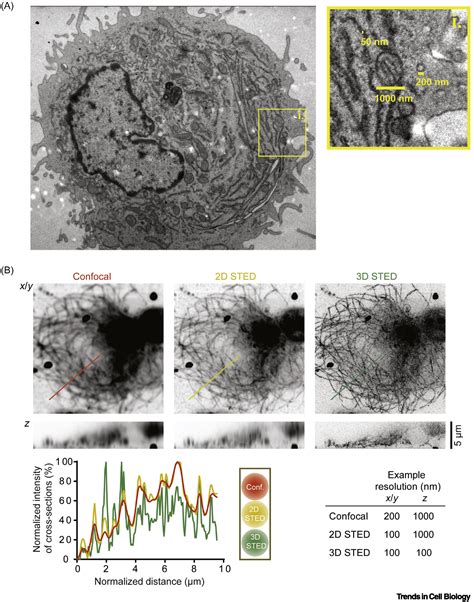 Phagocytosis Microscope