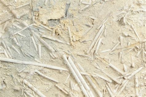 Fossil Jurassic Echinoderm Acrosalenia Spines France 3172 For