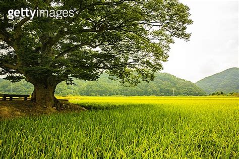 벼 논 농작물 곡식 농촌 농업 시골 풍경 풍경[경치] 전경 실외 원정리느티나무 원정리 느티나무 느티나무 나무 식물 가지 나뭇가지 잎 나뭇잎 보은군 충북 한국 국내여행