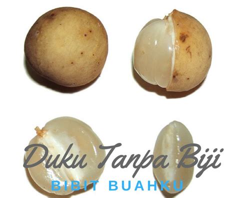 Jual Bibit Duku Tanpa Biji Duku Super Manis Besar Serta Dompolan Banyak Bibit Buahku