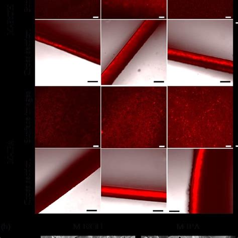 A Confocal Of The Surface Scale Bar 50 µm And Cross Section Scale