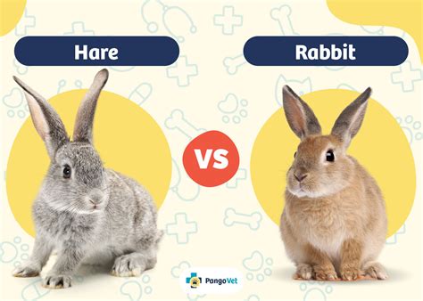 Hare Vs Rabbit The Differences With Pictures PangoVet