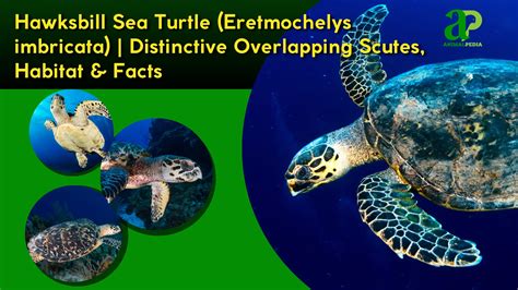 Hawksbill Sea Turtle Appearance Habitat Behaviors And Conservation