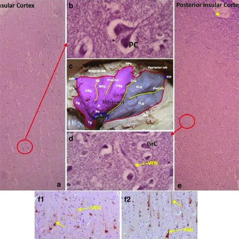 3 Comparison Of The Anterior And Posterior Insular Cortex A Anterior