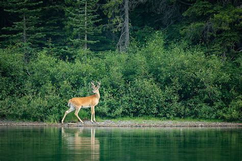 Cline Photography Wildlife Environmental Portraits