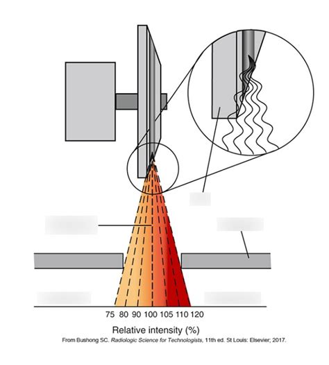 Heel Effect In X Ray At Stacy Buxton Blog