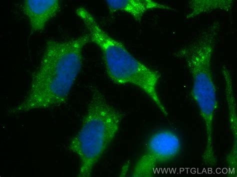 Rnaseh1 Antibody 15606 1 Ap Proteintech