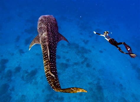 Захватывающий фридайвинг с китовыми акулами на Филиппинах отдых по цене от