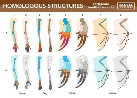 homologous structures