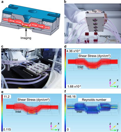 Overview And In Silico Characterization Of The Imaging Bioreactor
