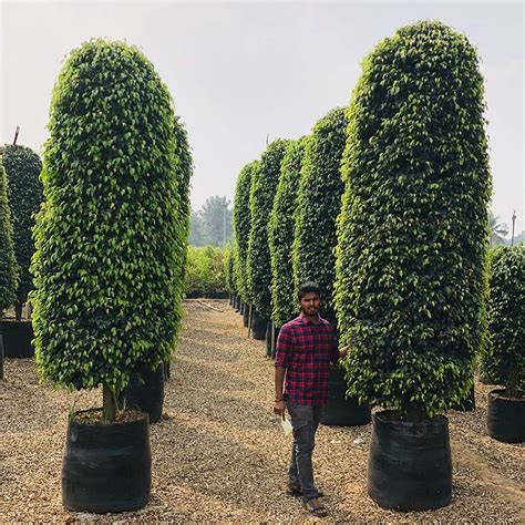 Ficus Black Gowthami Nursery