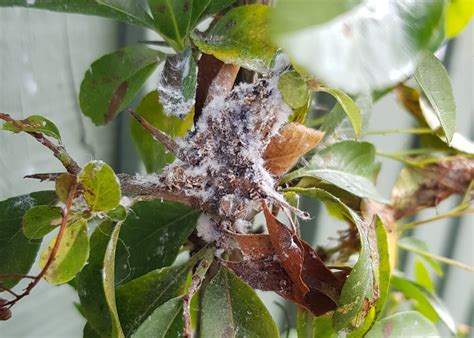 Woolly Aphids Identification And Control Kiwicare