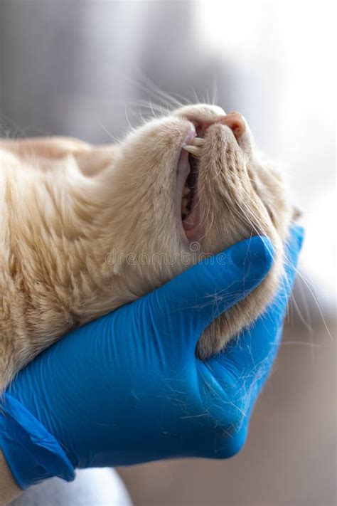 Healed Gums In A Cat After Tooth Extraction Tooth Extraction In A Cat After Advanced