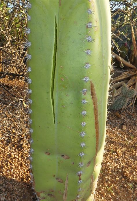 Stem Splitting In Cacti What Causes It Jan Emming