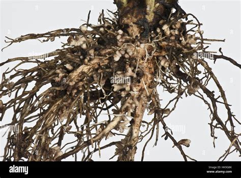 Root Nodules High Resolution Stock Photography And Images Alamy