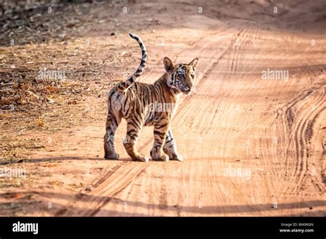 Bengal Tiger Cubs Cute