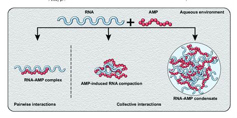 Amps Compact And Modulate Phase Separation Of Structured Rnas A Download Scientific Diagram