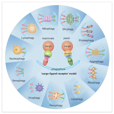内质网自噬 Medchemexpress Mce 生物 医药 天然产物