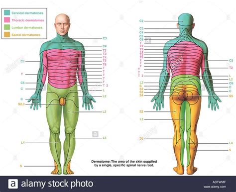 Lumbar Spine Dermatome Patterns