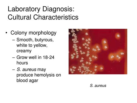 Ppt Staphylococcus Human Pathogen And Skin Commensals Overview Powerpoint Presentation Id