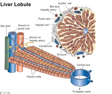 Patho Final Hepatic Lecture 13 Flashcards Quizlet