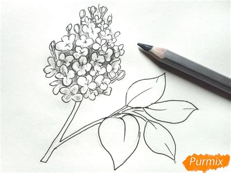Как нарисовать сирень в вазе карандашом поэтапно для начинающих