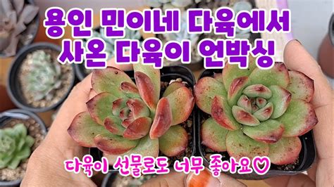용인 민이네 다육에서 사온 다육이 언박싱 다육이 선물로도 너무 좋아요 저렴하고 튼실해요 다육이 다육이언박싱