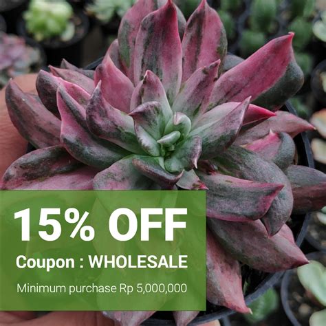 Buy Premium Succulents From Kaktus Indonesia Ig Kaktus Ig