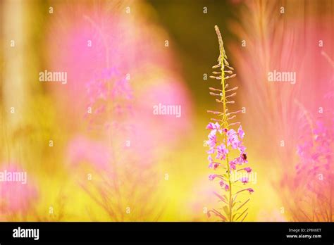 Bumblebee On Fireweed Collecting Nectar And Pollinating Flowers Shallow Depth Of Field Stock Bumblebee On Fireweed Collecting Nectar And Pollinating Flowers Shallow Depth Of Field Stock