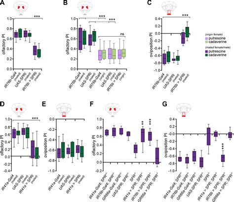 GPCR Signaling In Chemosensory Neurons Modulates Female Perception A Download Scientific