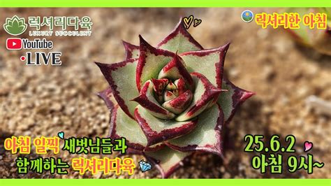 촉촉한 월요일 오늘 해야 할 일은 멋진다육이 보기😍 어여쁜 다육가득 럭셔리한 아침😍 25년 6월 2일 럭셔리다육 실시간방송 럭셔리다육 다육판매영상 다육방송