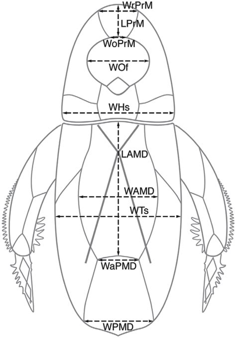 Mass Mortality Of Juvenile Antiarchs Bothriolepis Sp From The Catskill Formation Upper
