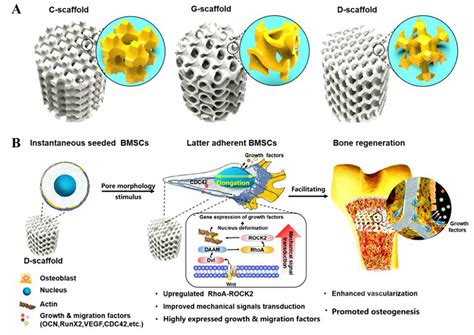 华南理工大学《bioact Mater 》：支架孔隙形态调节骨再生机制 知乎