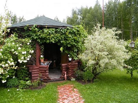 Многолетние вьющиеся растения для дачи 59 фото декоративные однолетние цветы фото и видео