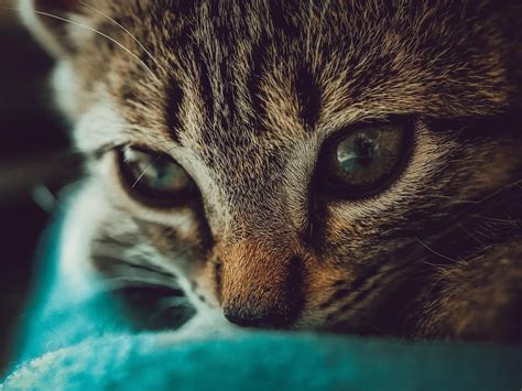 고양이 머리 눈 Pixabay의 무료 사진 Pixabay