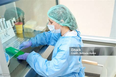 실험실 직원이 멸균실에서 바이러스 샘플로 작업합니다 35 39세에 대한 스톡 사진 및 기타 이미지 35 39세 Stem 주제 건강 검진 Istock