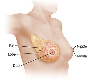 Content Health Encyclopedia Urochester Medicine
