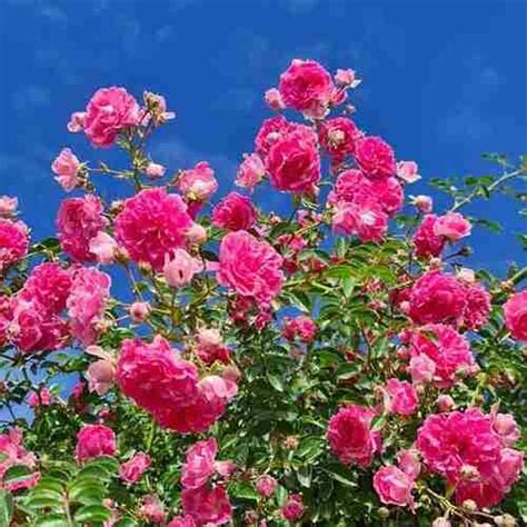 دانلود آهنگ وقتی صدای پاهات میپیچه تو کوچمون